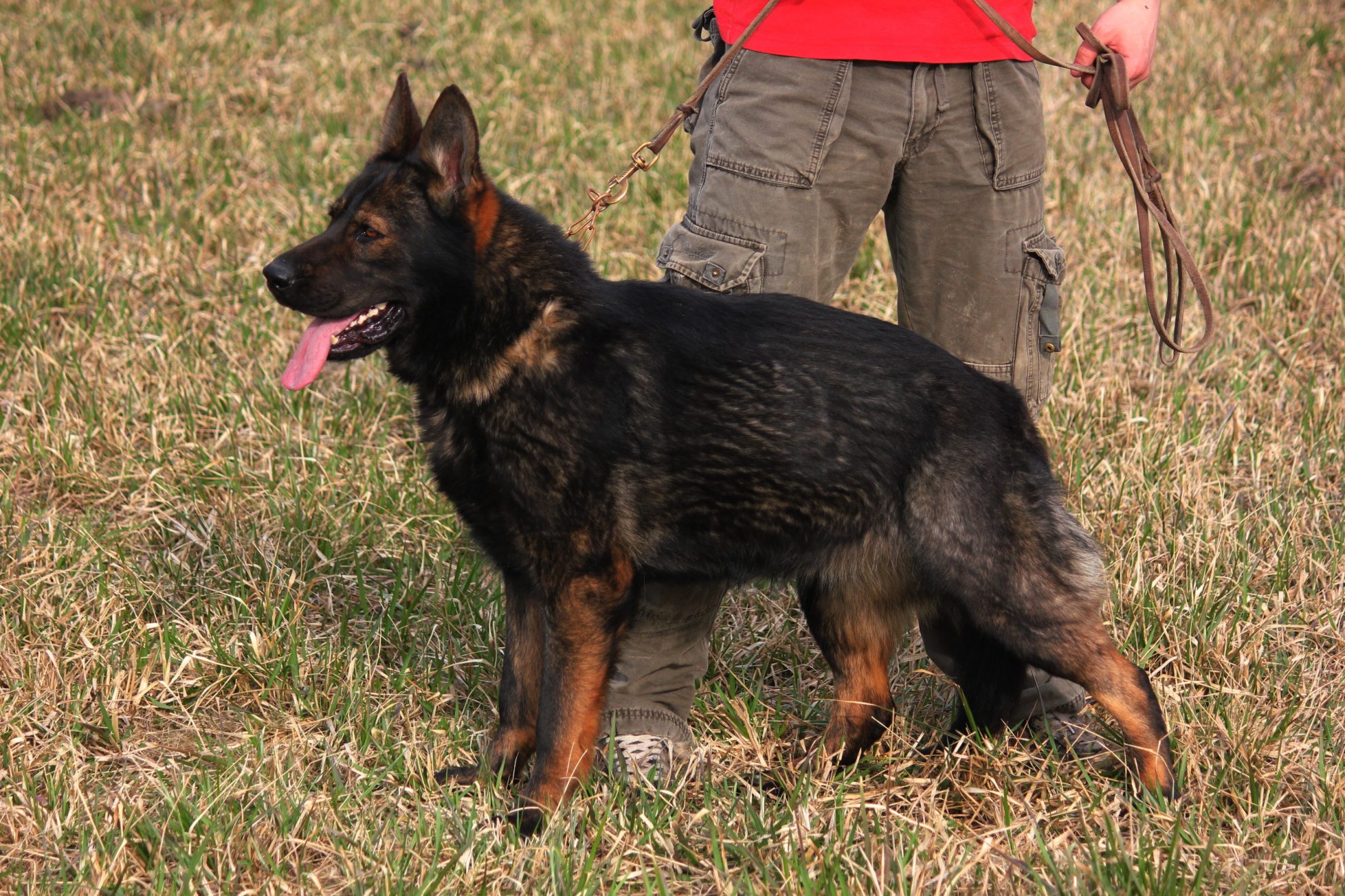STASI Kennel – DDR German Shepherd Dogs