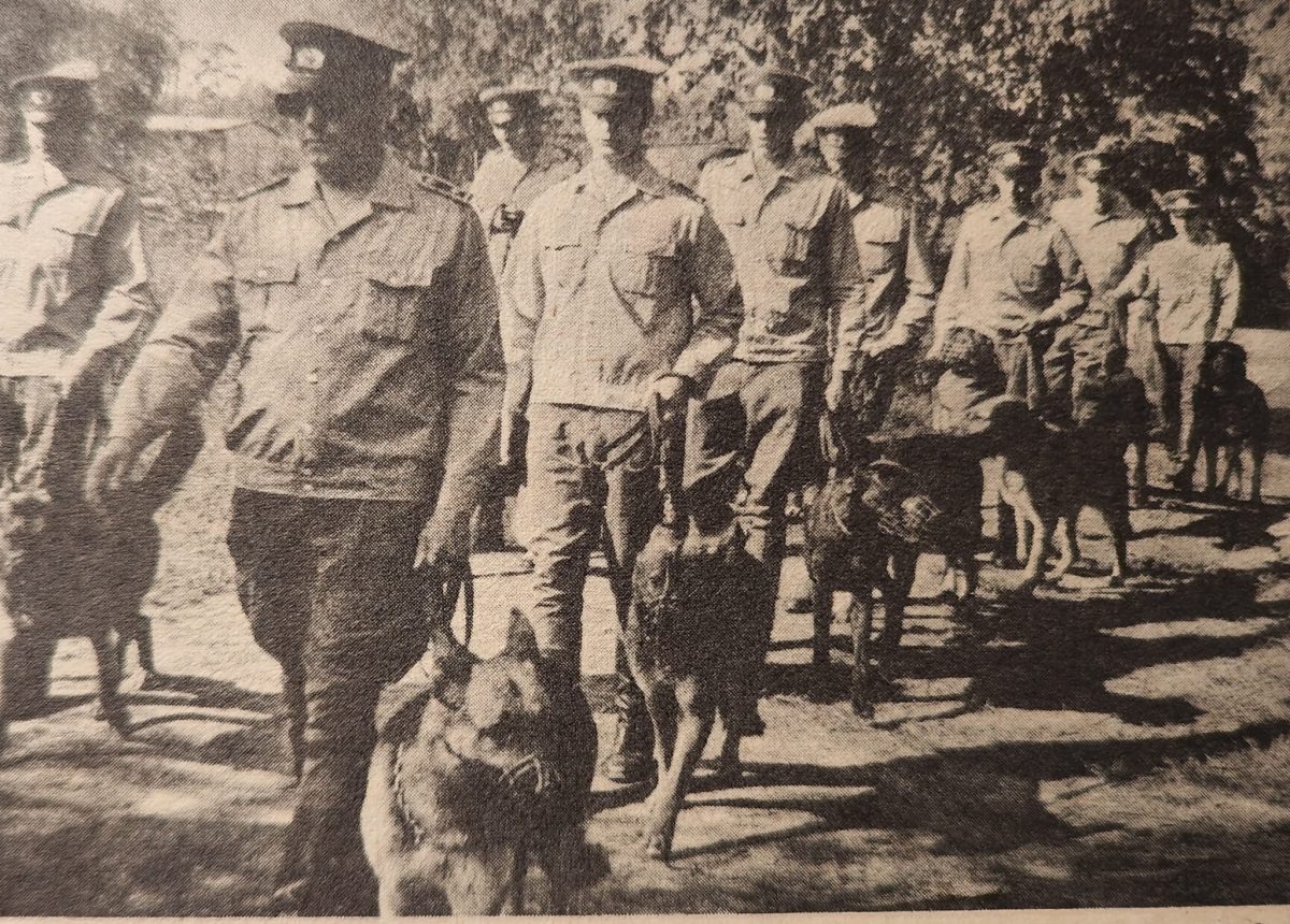 Some facts about DDR German Shepherds that you should know – STASI Kennel