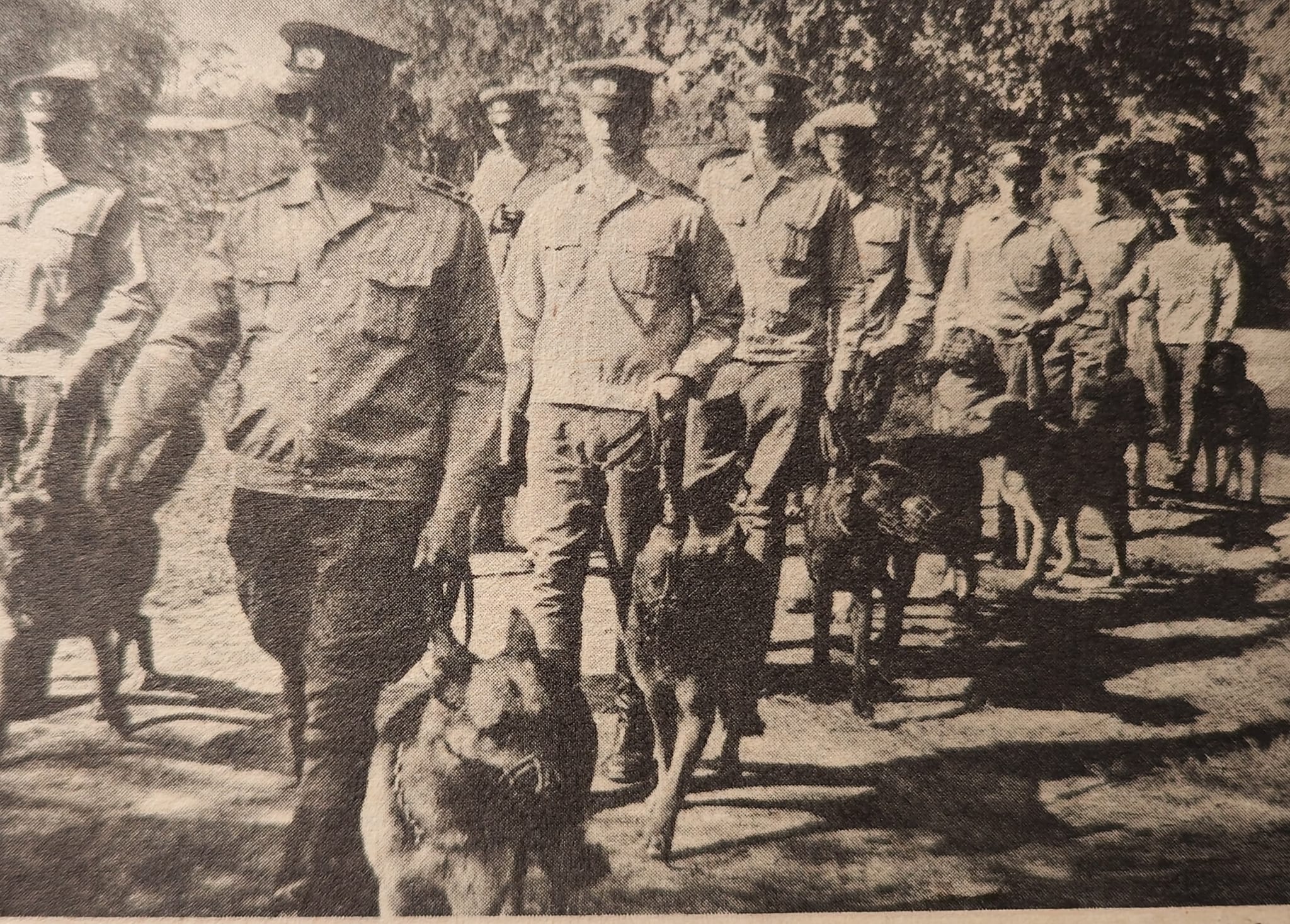 Some facts about DDR German Shepherds that you should know – STASI Kennel