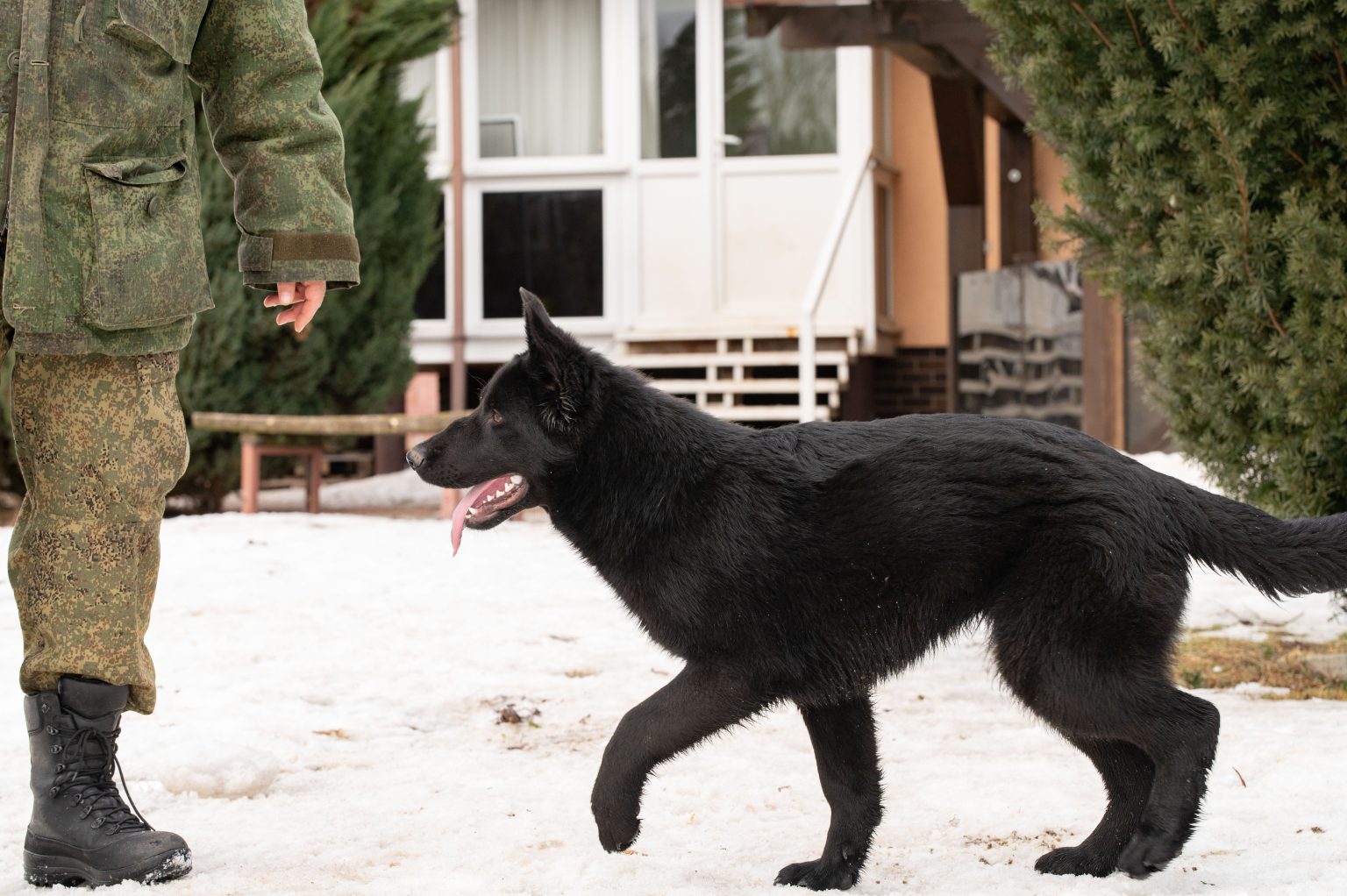 Young Dogs Available – STASI Kennel