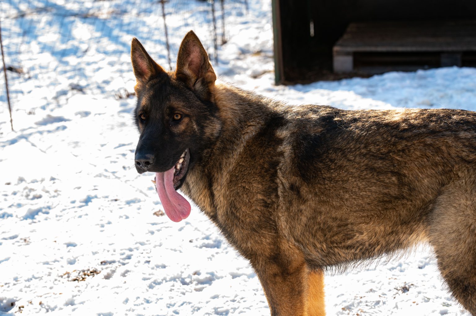 Young Dogs Available – STASI Kennel