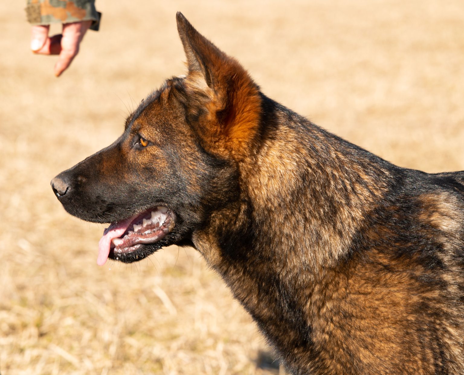 Young Dogs Available – STASI Kennel