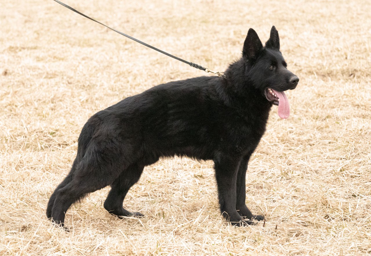 STASI Kennel – DDR German Shepherd Dogs